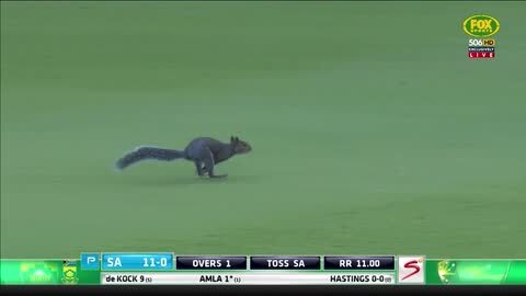 Rogue squirrel causes chaos in Cape Town